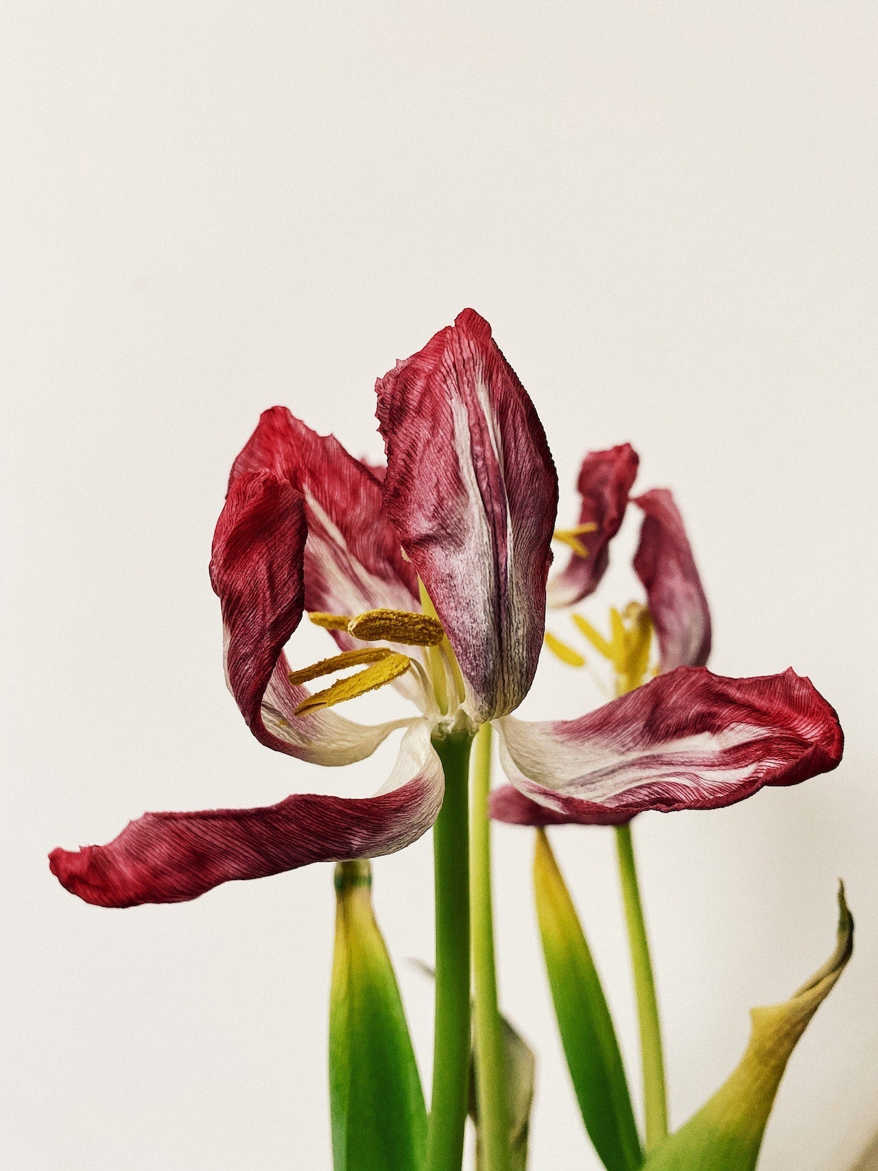 ear-seeds-and-weight-loss-unlocking-the-science-behind-the-connection
